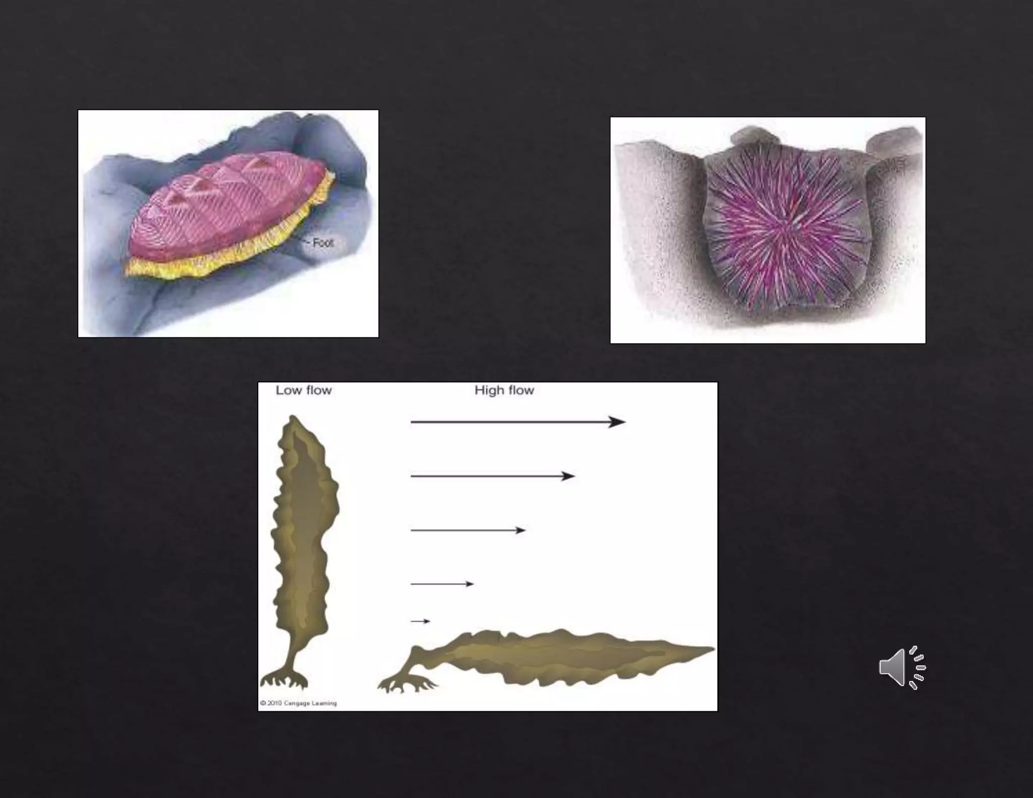 Marine biology |Marine benthos | PPTX