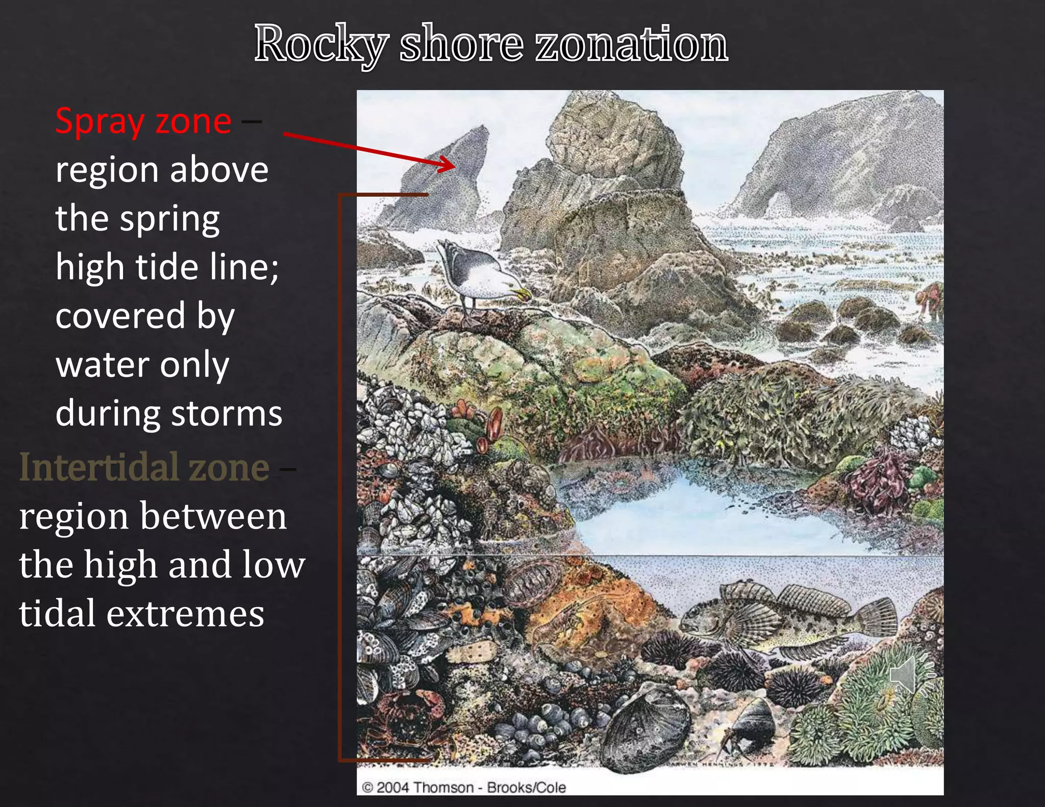 Marine biology |Marine benthos | PPTX
