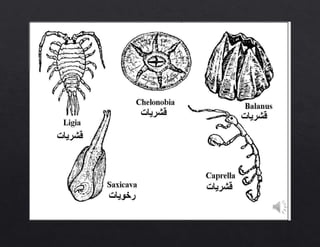 Marine biology |Marine benthos | PPTX