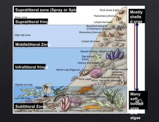 Marine biology |Marine benthos | PPTX