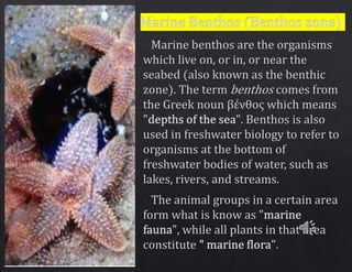 Marine biology |Marine benthos | PPTX