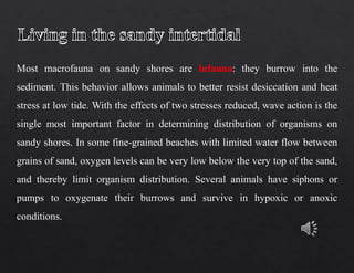 Marine biology |Marine benthos | PPTX