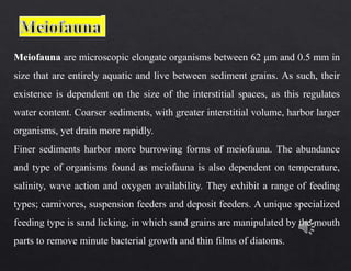 Marine biology |Marine benthos | PPTX