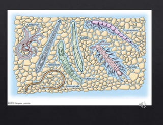 Marine biology |Marine benthos | PPTX