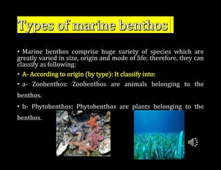 Marine biology |Marine benthos | PPTX