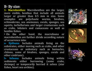 Marine biology |Marine benthos | PPTX