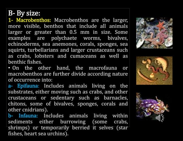 Marine biology |Marine benthos | PPTX
