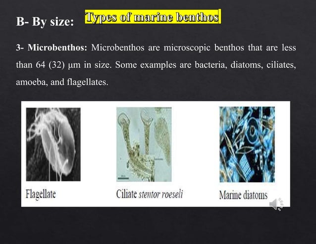 Marine biology |Marine benthos | PPTX