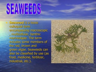 Marine biomeorig | PPT