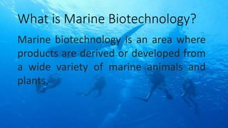marine biotechnology.pptx