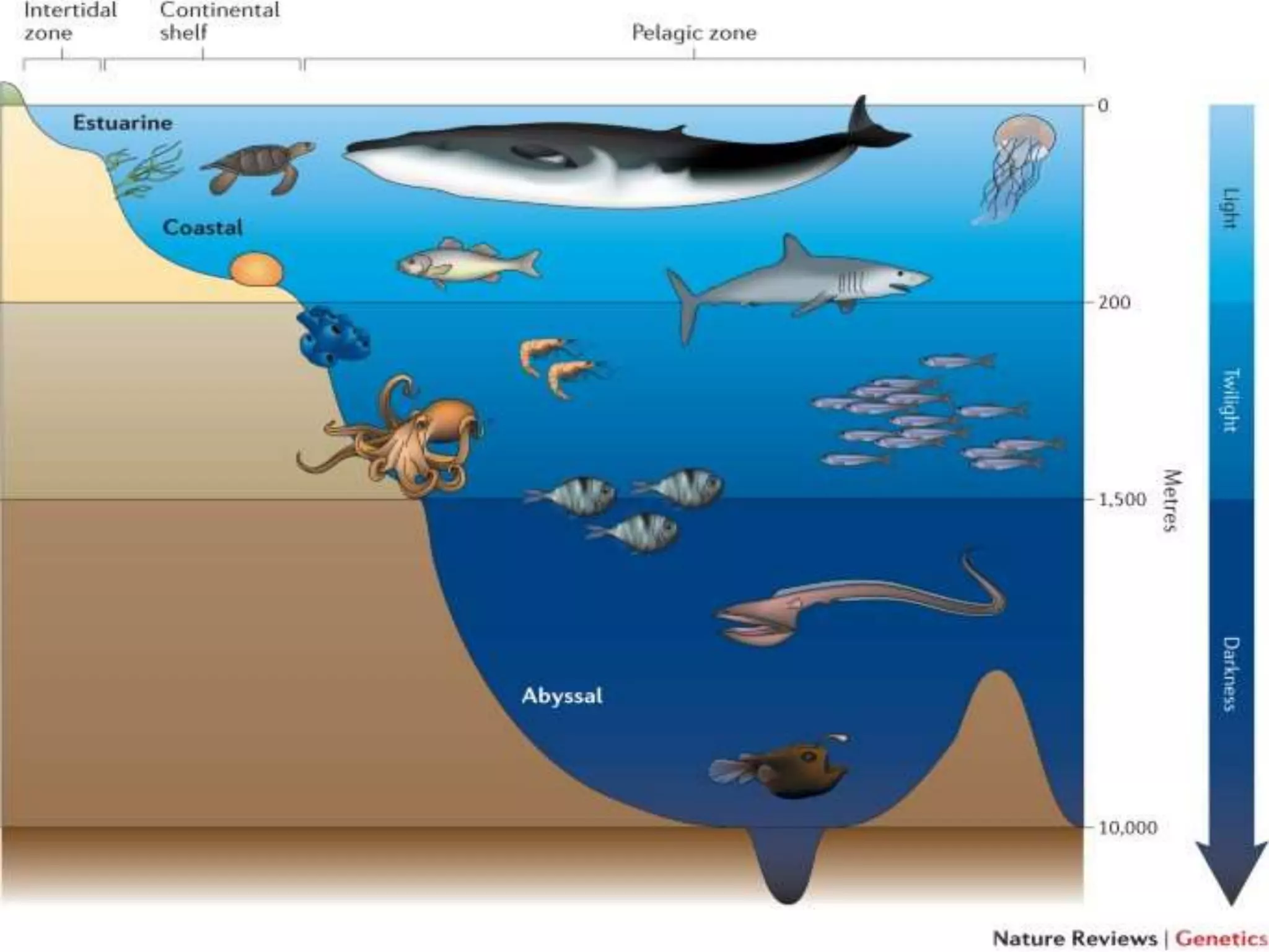 Marine carbon cycle.by masroor | PPTX