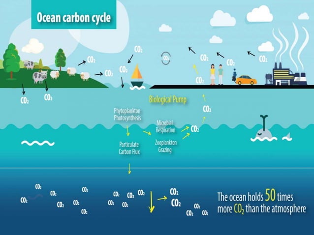 Marine carbon cycle.by masroor | PPT