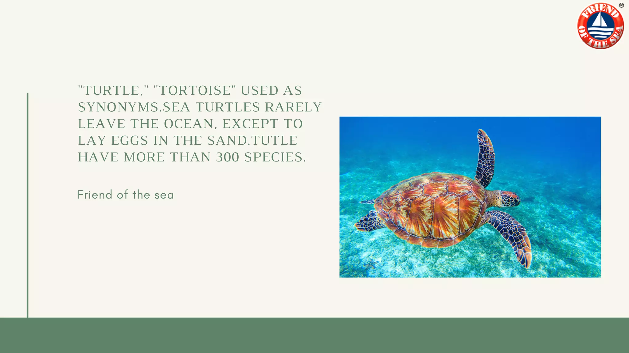 Marine conservation project friend of the sea | PPT