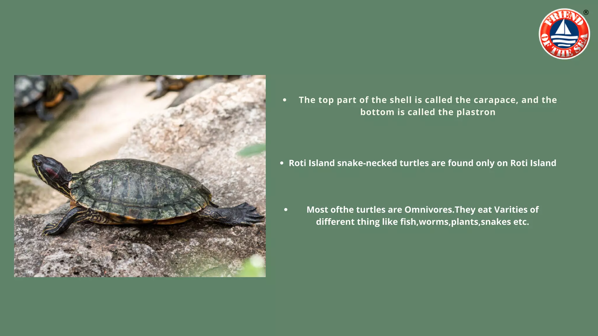 Marine conservation project friend of the sea | PPT