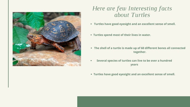 Marine conservation project friend of the sea | PPT