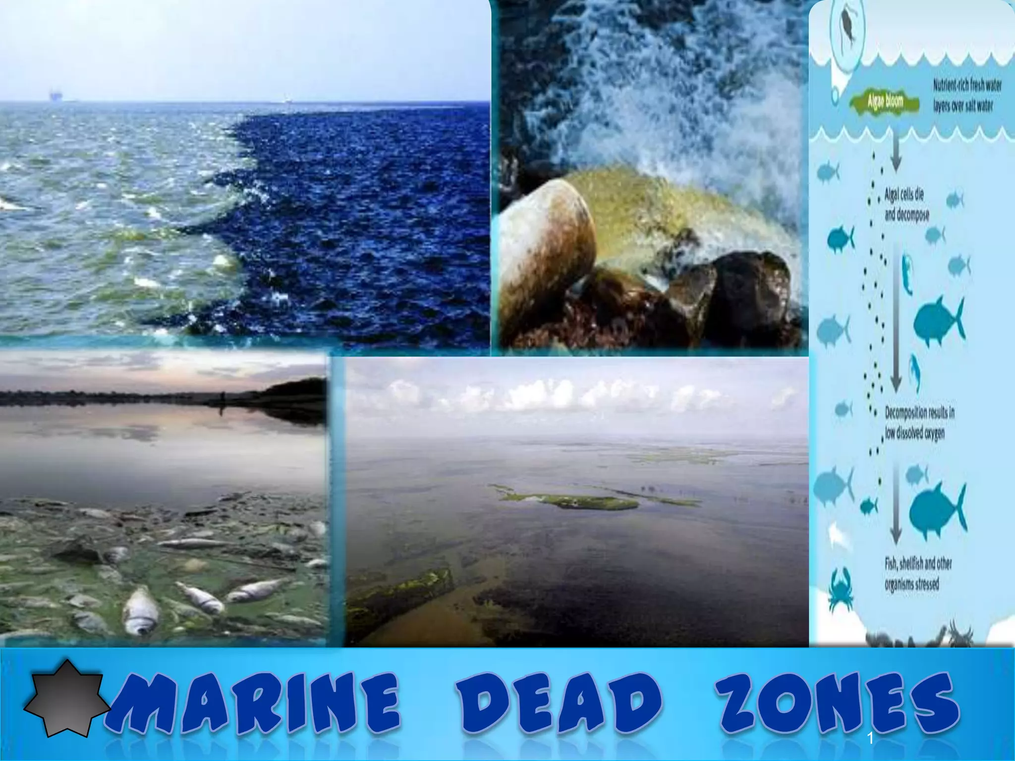Marine dead zones | PPTX