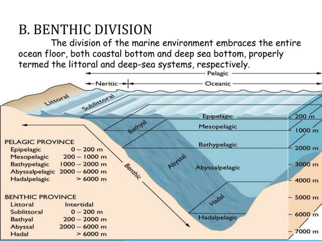Marine ecology | PPT