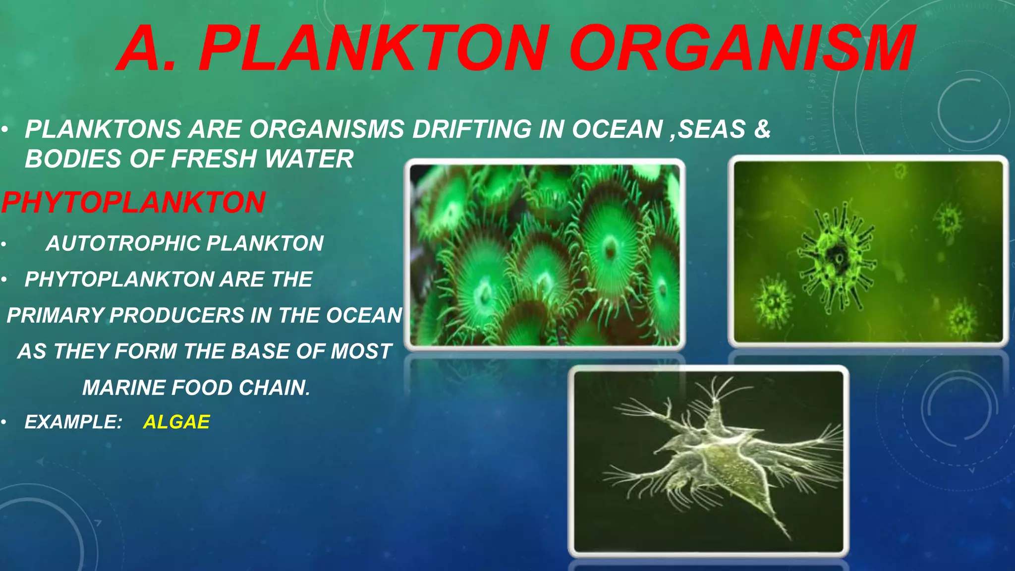 Marine ecology | PPTX