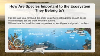 MARINE ECOLOGY.pptx TEACH KIDS OCEANS MARINE LIFE CLIMATE CHANGE | PPTX