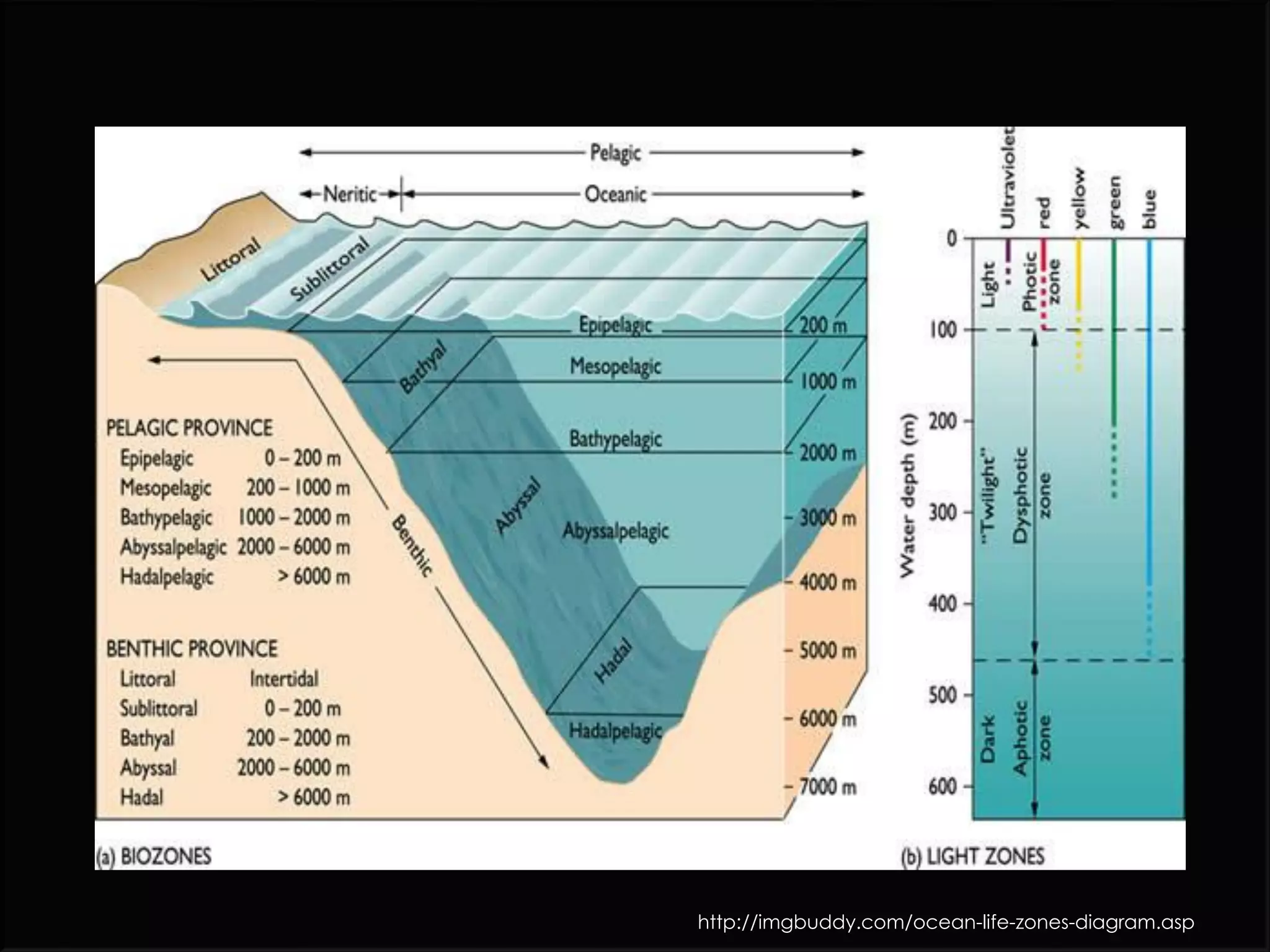 Marine Ecology: Physical Limiting Factors | PDF