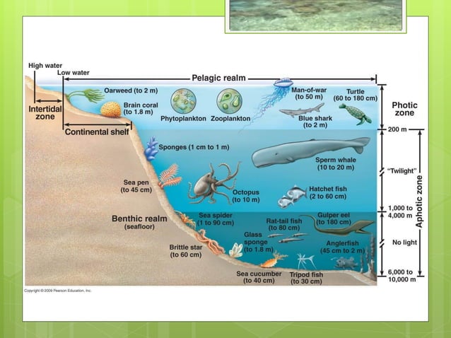 Marine Ecology: Physical Limiting Factors | PDF | Environment | Science