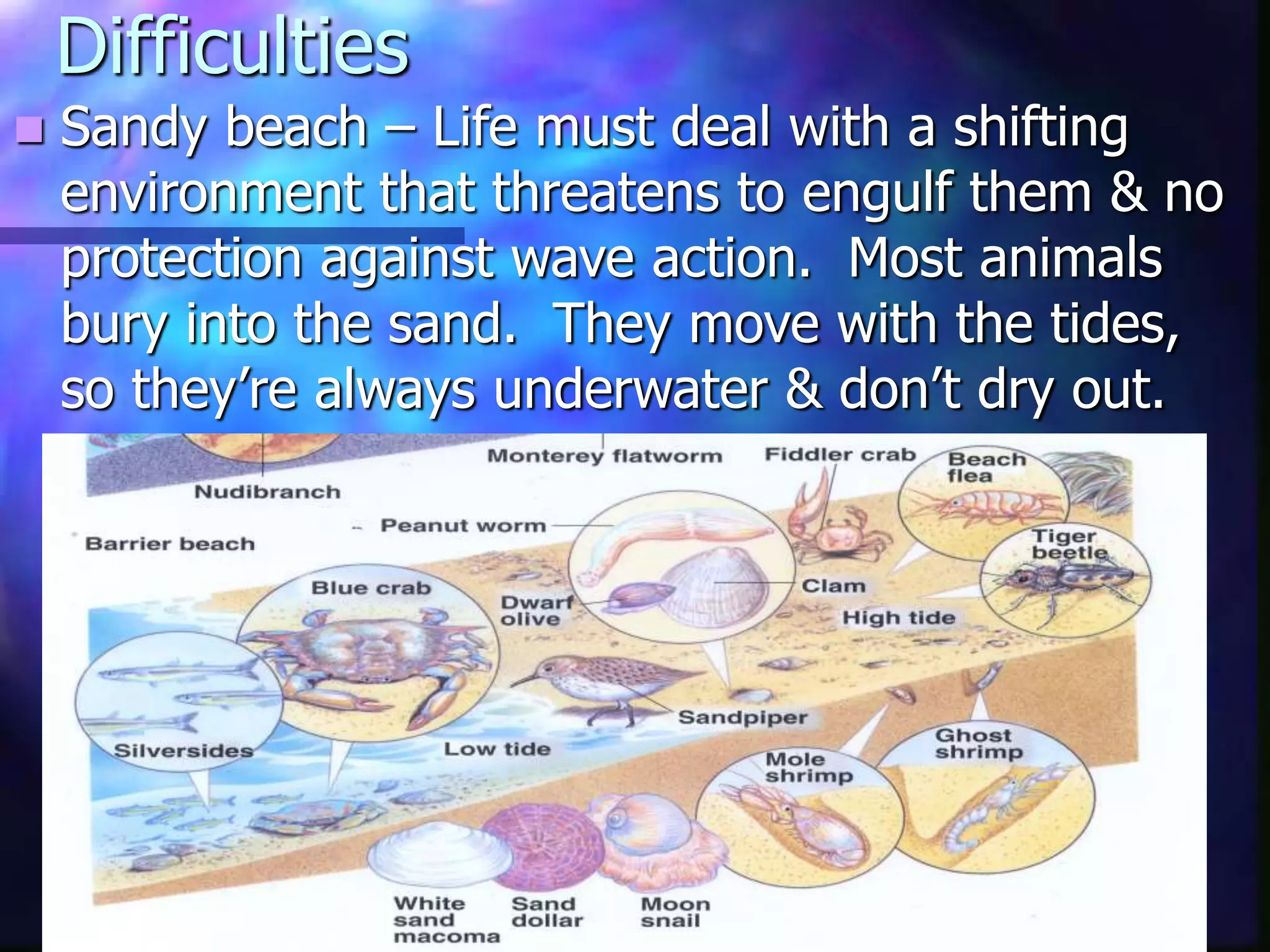 Marine Ecology Notes.ppt | Geology | Science