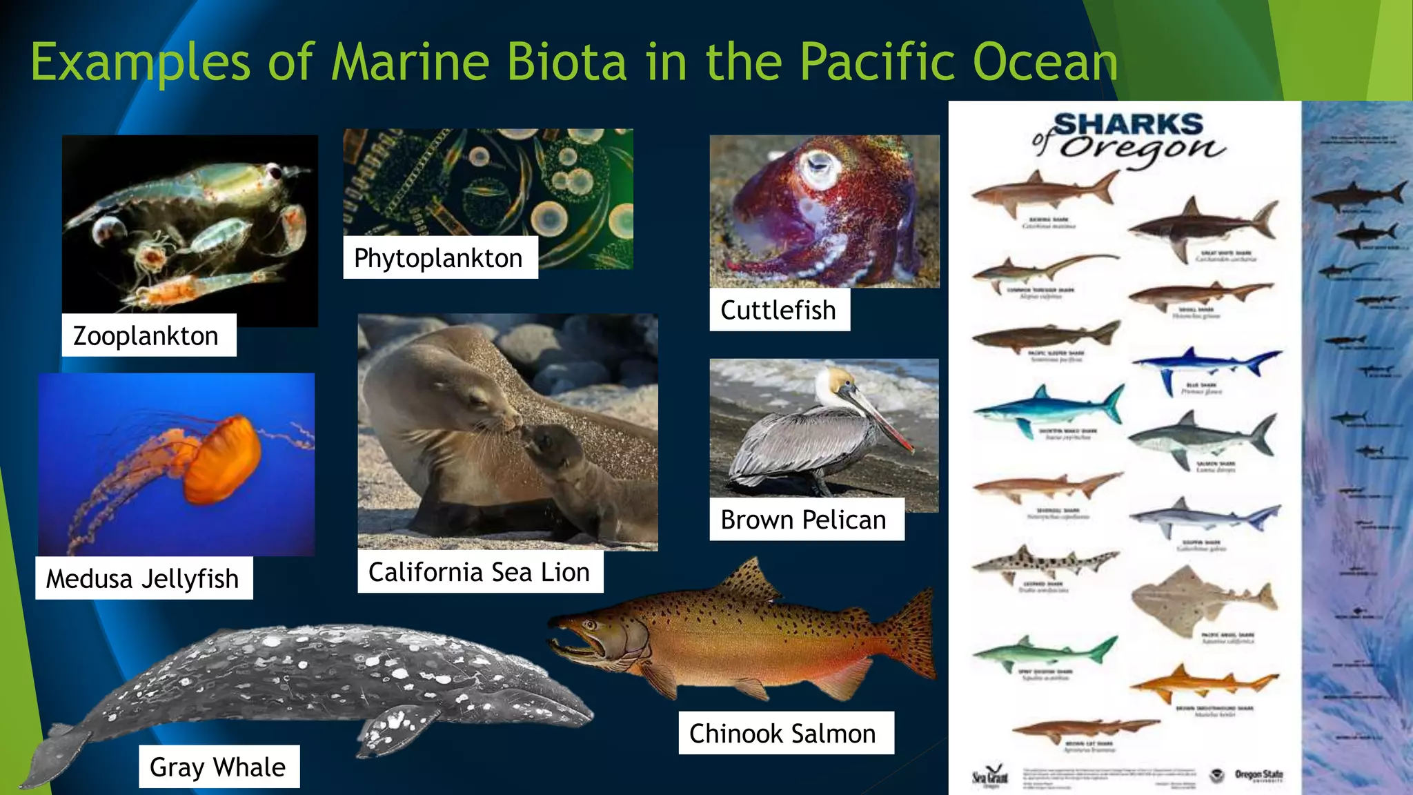 Marine ecology ppt | PPTX