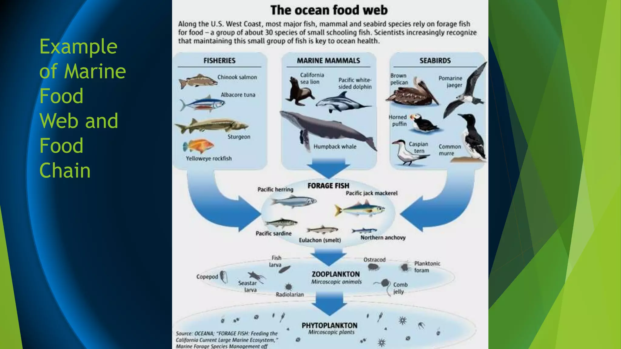 Marine ecology ppt | PPTX | Geology | Science