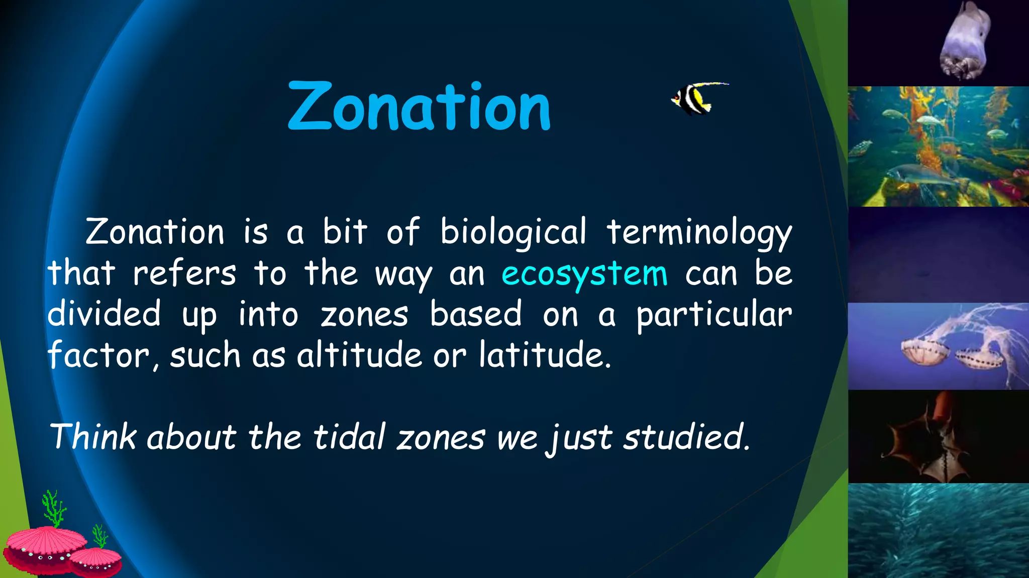 Marine ecology ppt | PPTX | Geology | Science