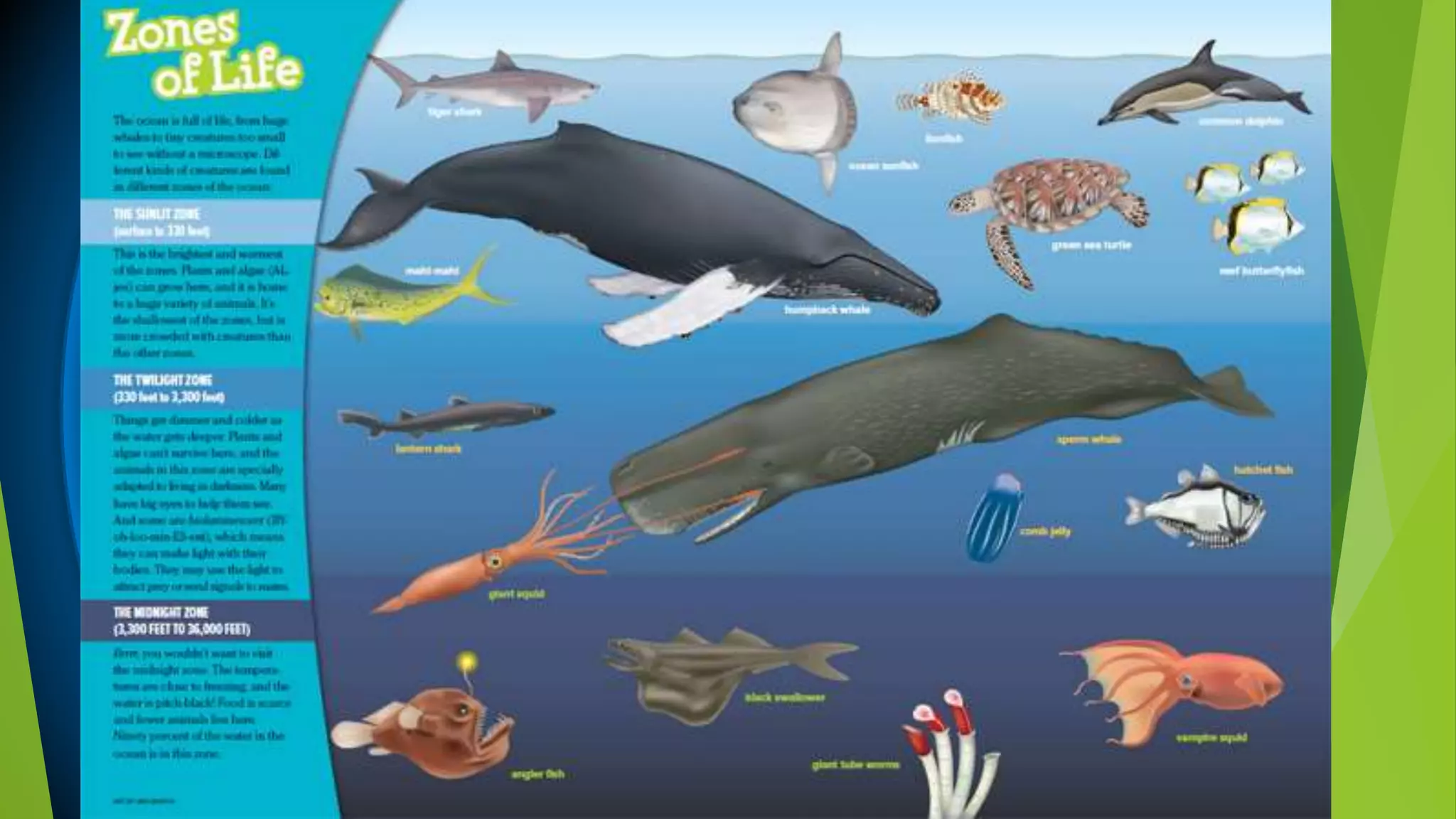 Marine ecology ppt | PPTX