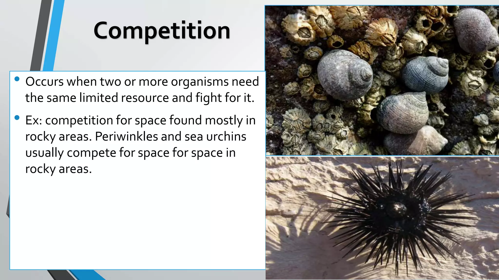 Marine ecosystem | PPTX