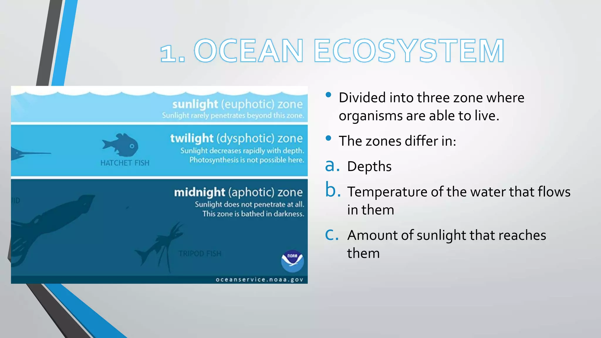 Marine ecosystem | PPTX