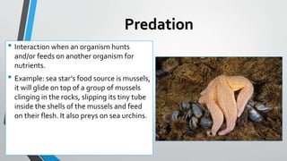 Marine ecosystem | PPT