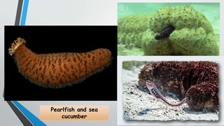 Marine Ecosystem Pptx 2803