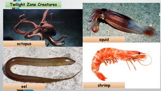 Marine ecosystem | PPTX