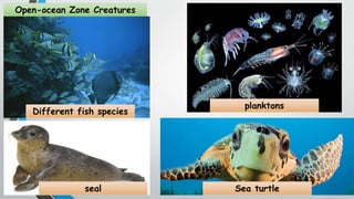 Marine ecosystem | PPT