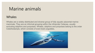 Marine ecosystem | PPTX | Geography | Science