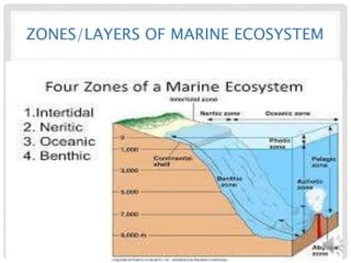 Marine Ecosystem Diagram