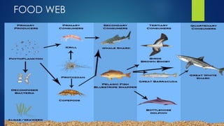Marine ecosystem | PDF