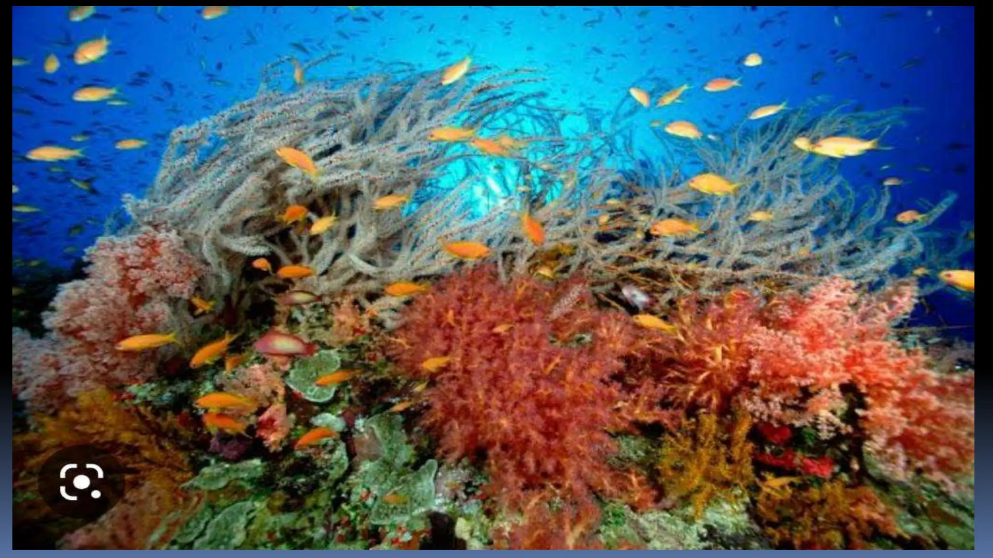 Marine Ecosystem.pptx