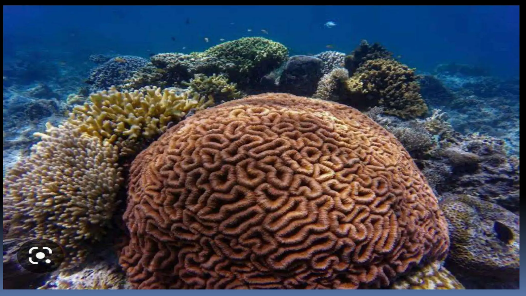 Marine Ecosystem.pptx