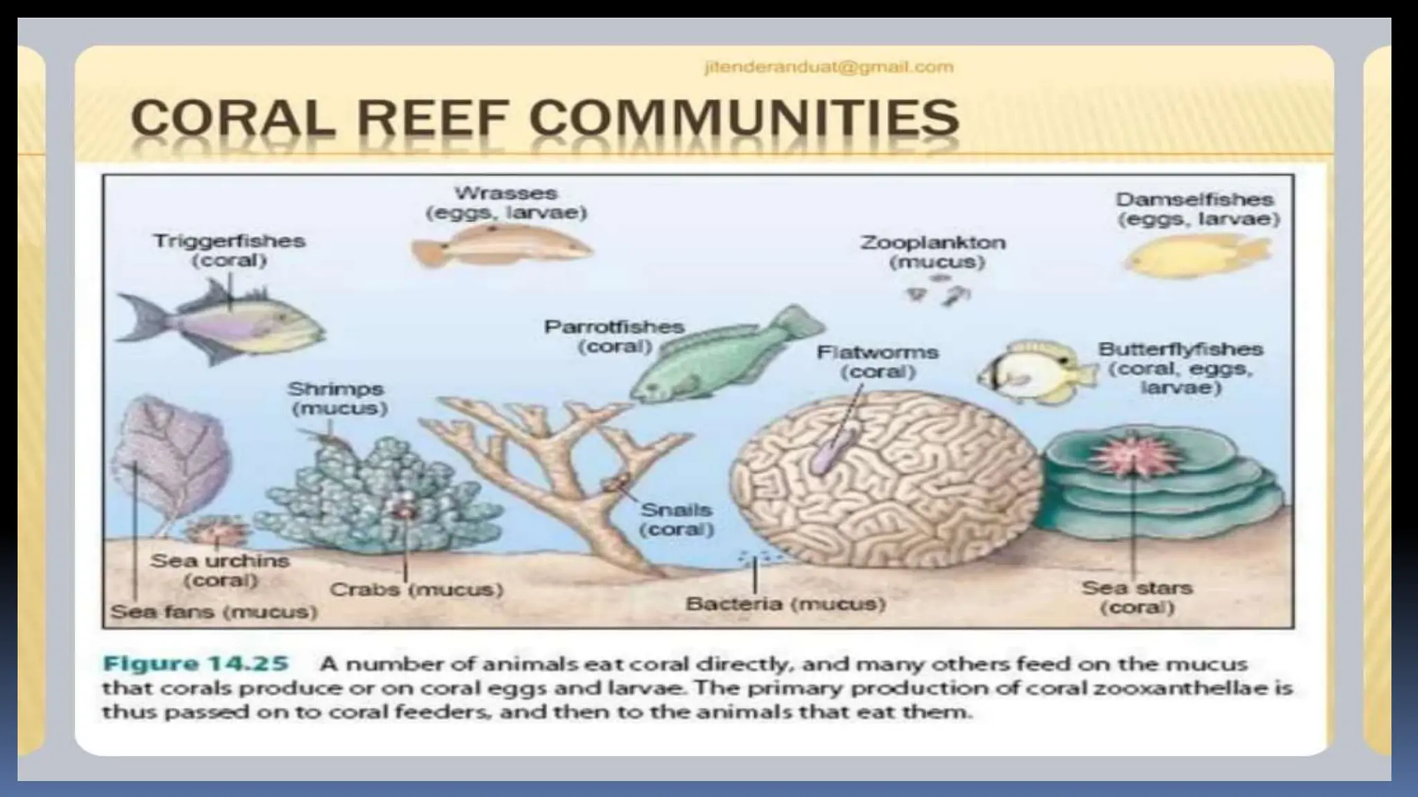 Marine Ecosystem.pptx