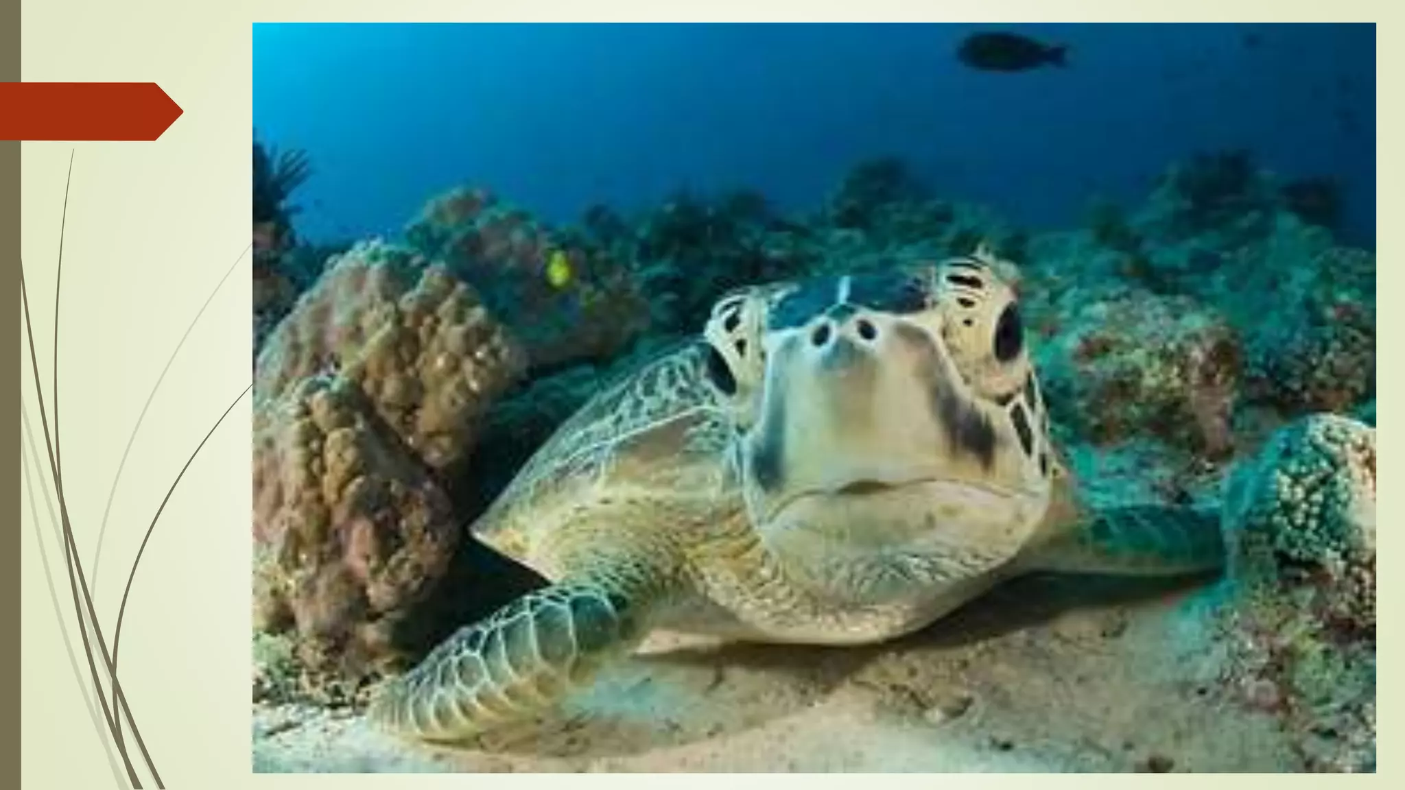 Marine ecosystem slide show created by Leasa Konza | PPTX