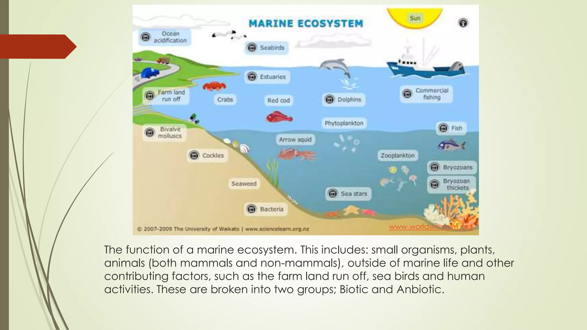 Marine ecosystem slide show created by Leasa Konza | PPT