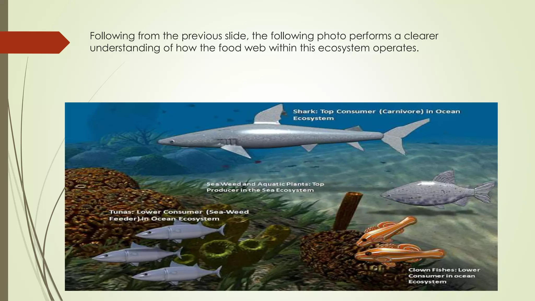 Marine ecosystem slide show created by Leasa Konza | PPTX