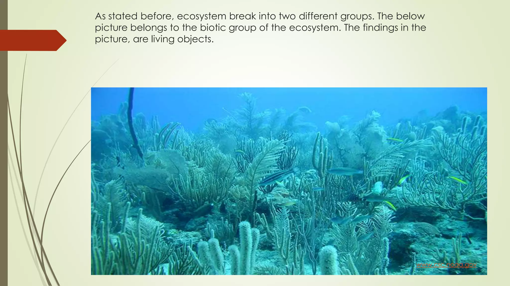 Marine ecosystem slide show created by Leasa Konza | PPTX