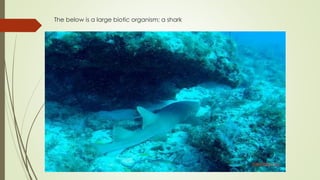 Marine ecosystem slide show created by Leasa Konza | PPTX