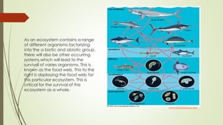 Marine ecosystem slide show created by Leasa Konza | PPTX