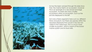 Marine ecosystem slide show created by Leasa Konza | PPTX
