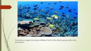 Marine ecosystem slide show created by Leasa Konza | PPTX